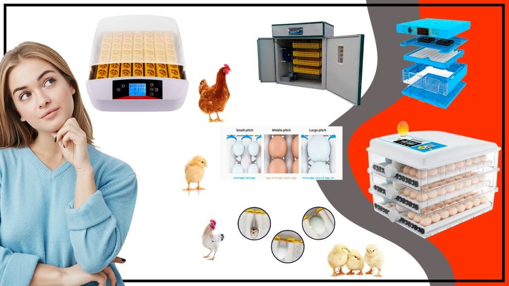 ¿Cómo preparar los huevos para la incubación en una incubadora ...